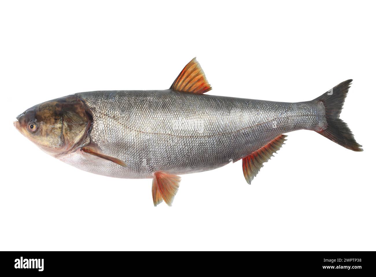 Underwater carp Cut Out Stock Images & Pictures - Alamy