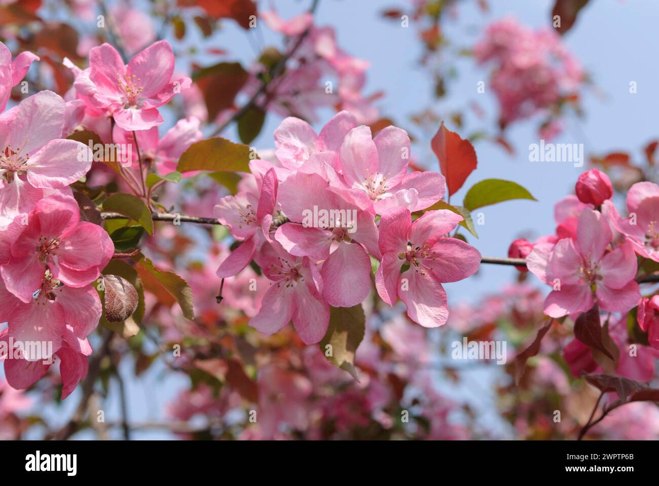 Ornamental apple (Malus 'Rudolph'), Saxon State Research Centre for ...