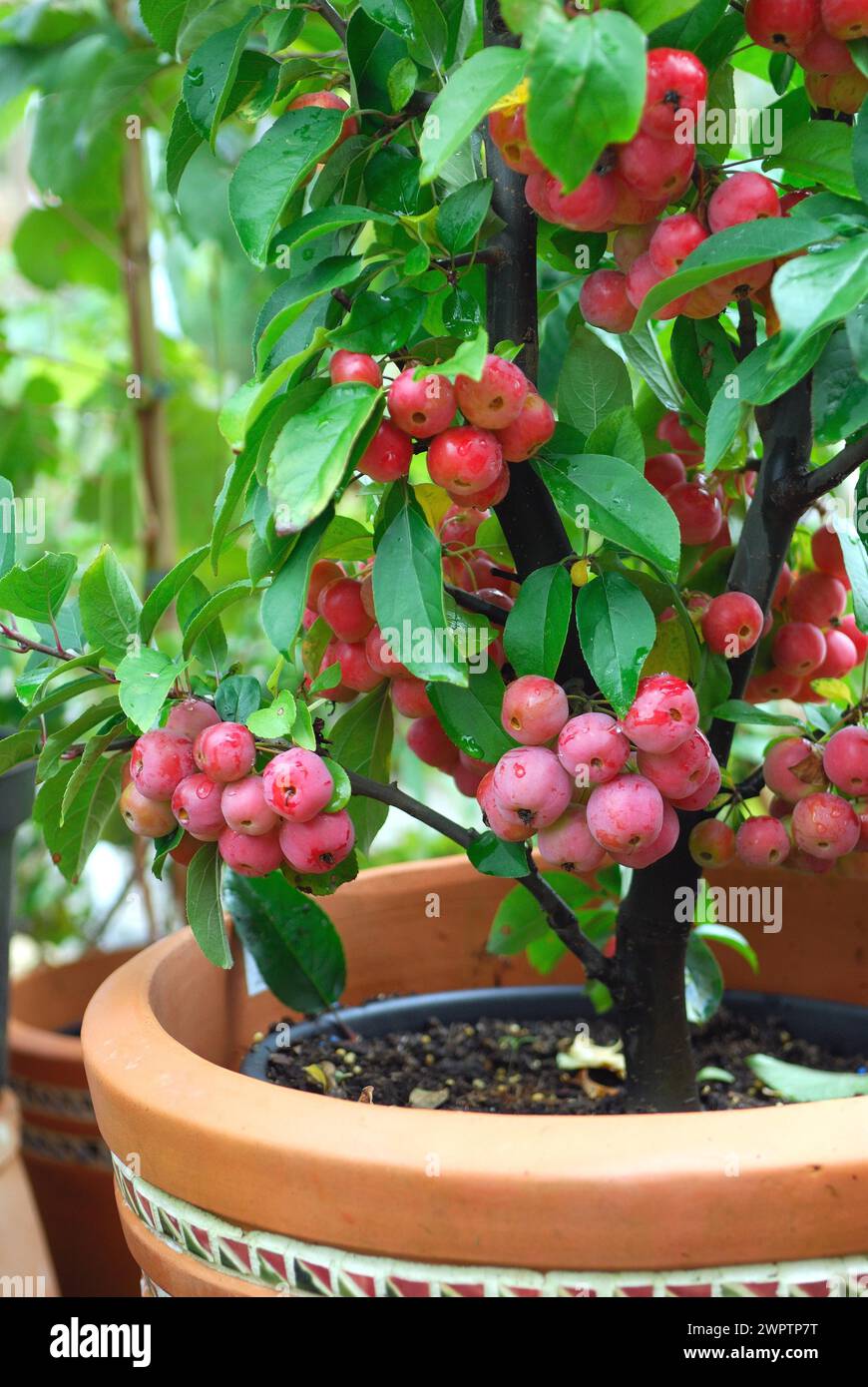 Malus 'Red Sentinel' Stock Photo - Alamy