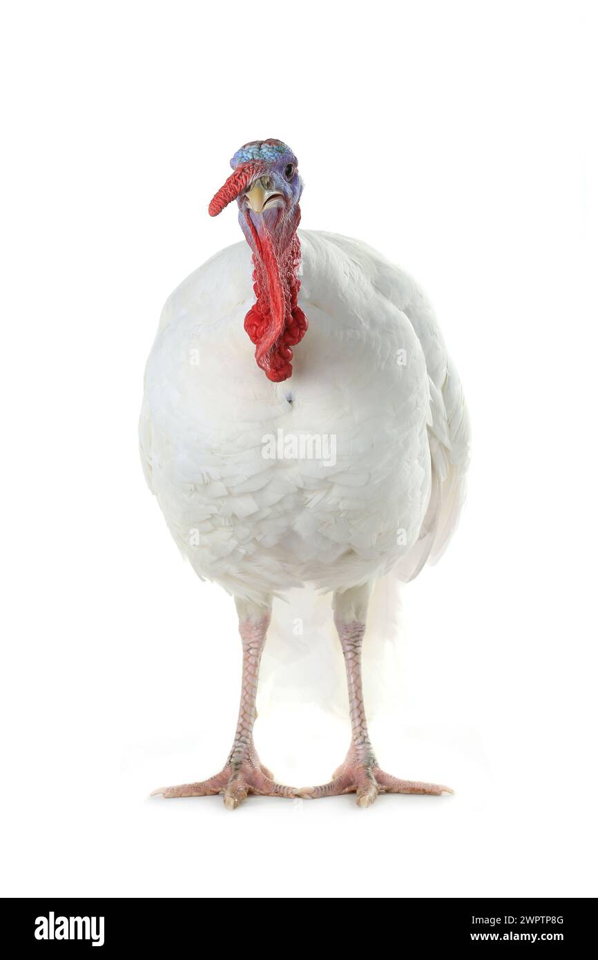 Turkey isolated on a white background. Studio Stock Photo - Alamy
