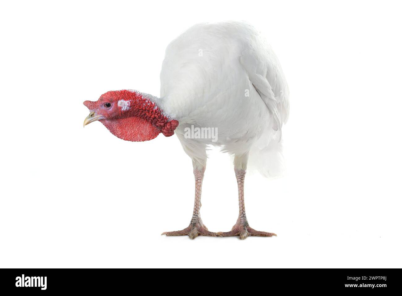 Turkey isolated on a white background. Studio Stock Photo - Alamy
