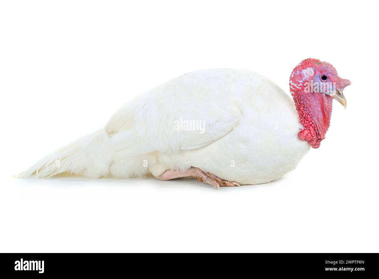 Turkey isolated on a white background. Studio Stock Photo - Alamy
