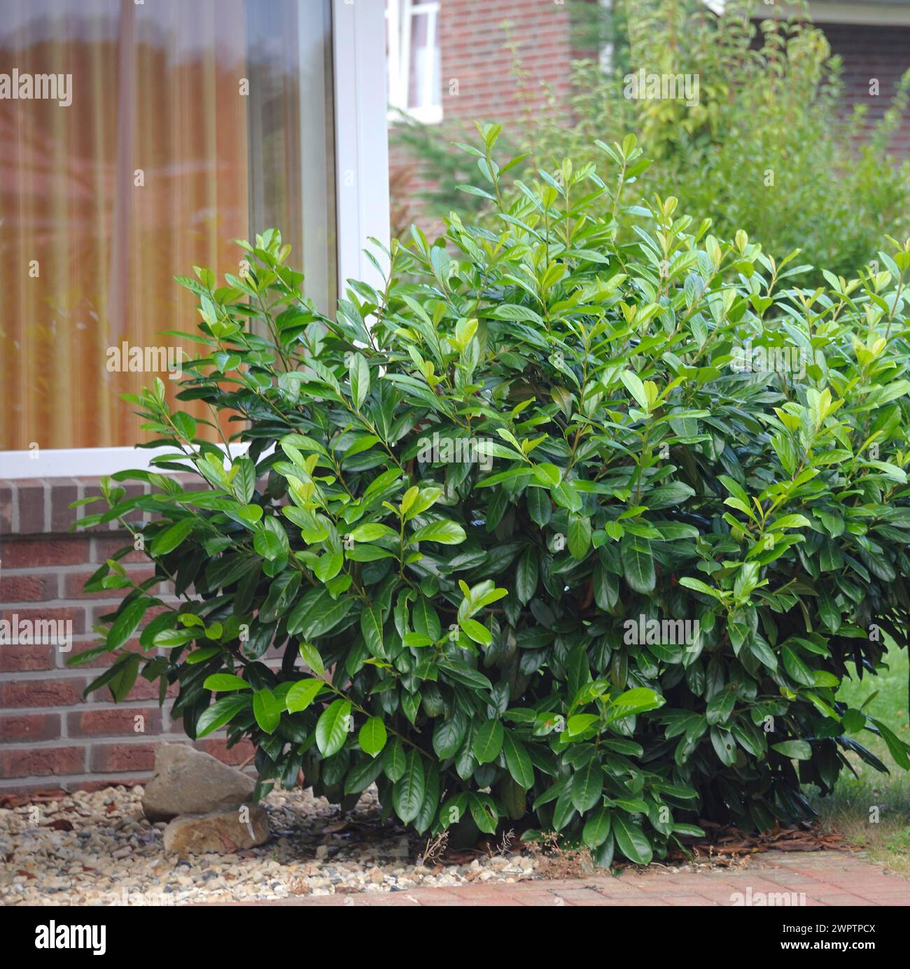 Prunus laurocerasus diana hi-res stock photography and images - Alamy