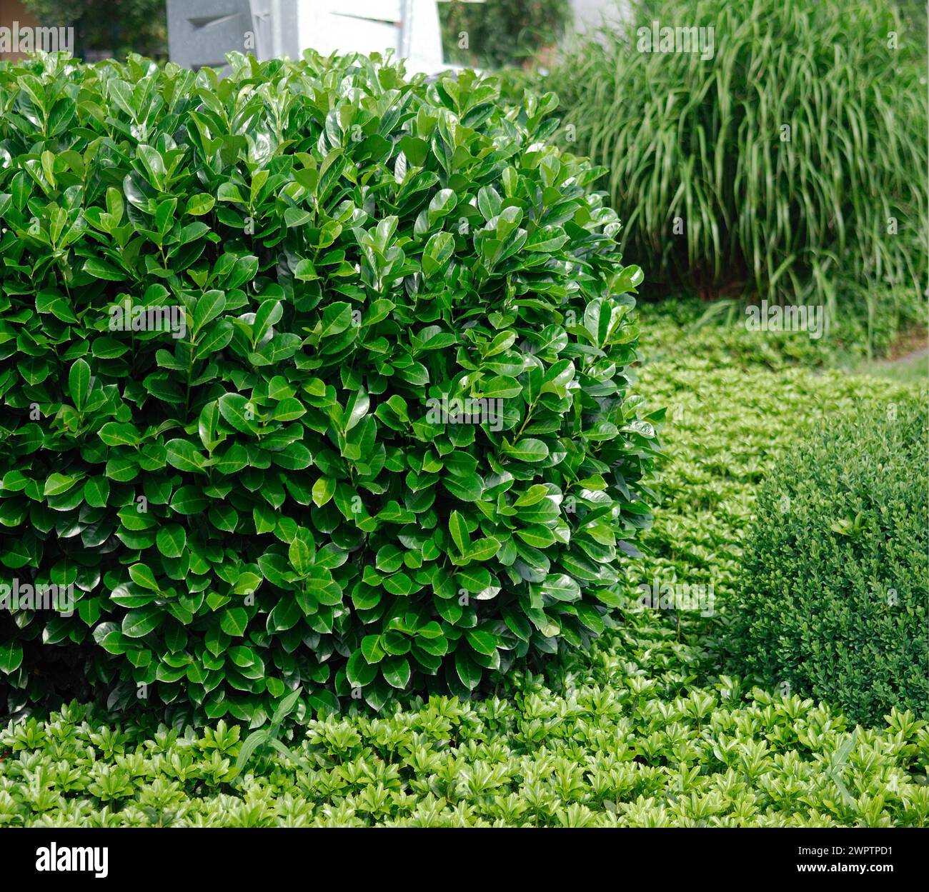 Prunus laurocerasus 'Rotundifolia' Stock Photo - Alamy