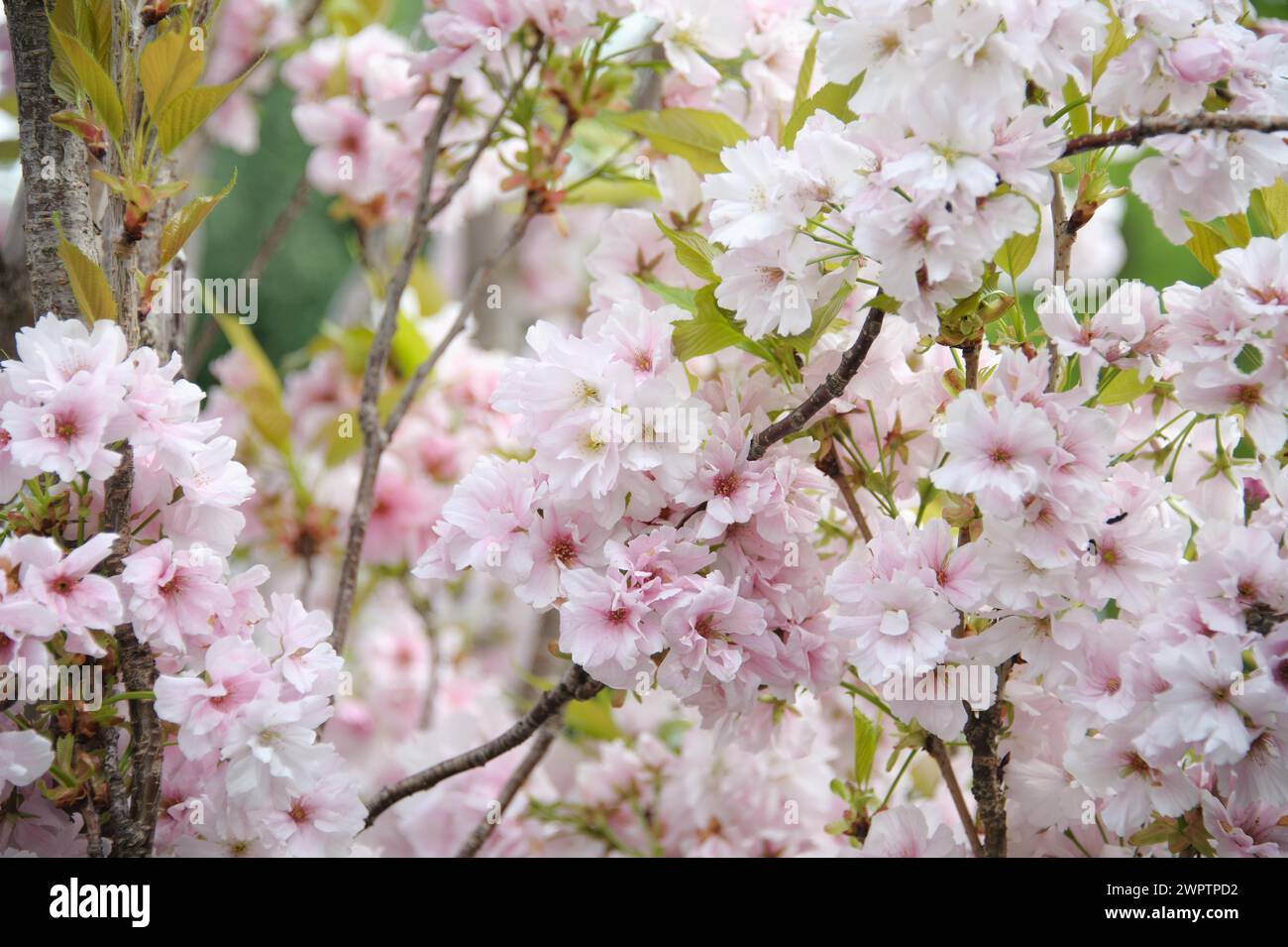 Ornamental columnar cherry (Prunus serrulata 'Amanogawa' Stock Photo ...