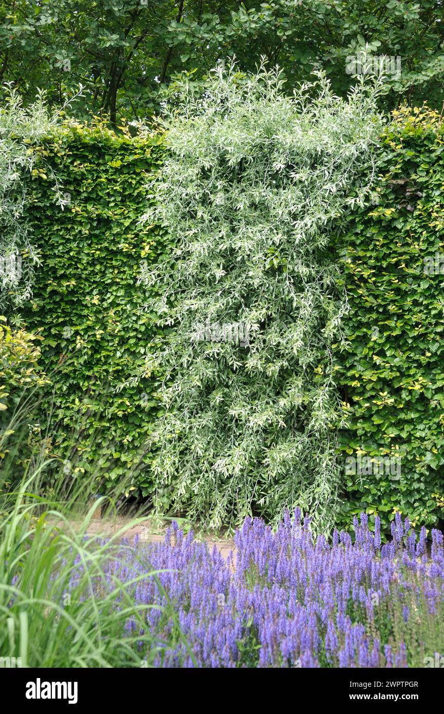 Willow-leaved pear (Pyrus salicifolia), Appeltern, Gelderland ...