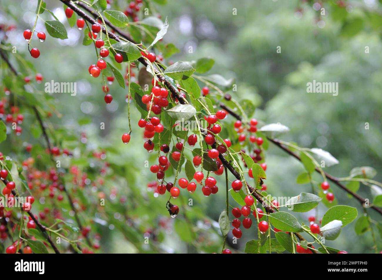 Bitter-berry (Prunus virginiana), Tharandt Forest Botanical Garden ...