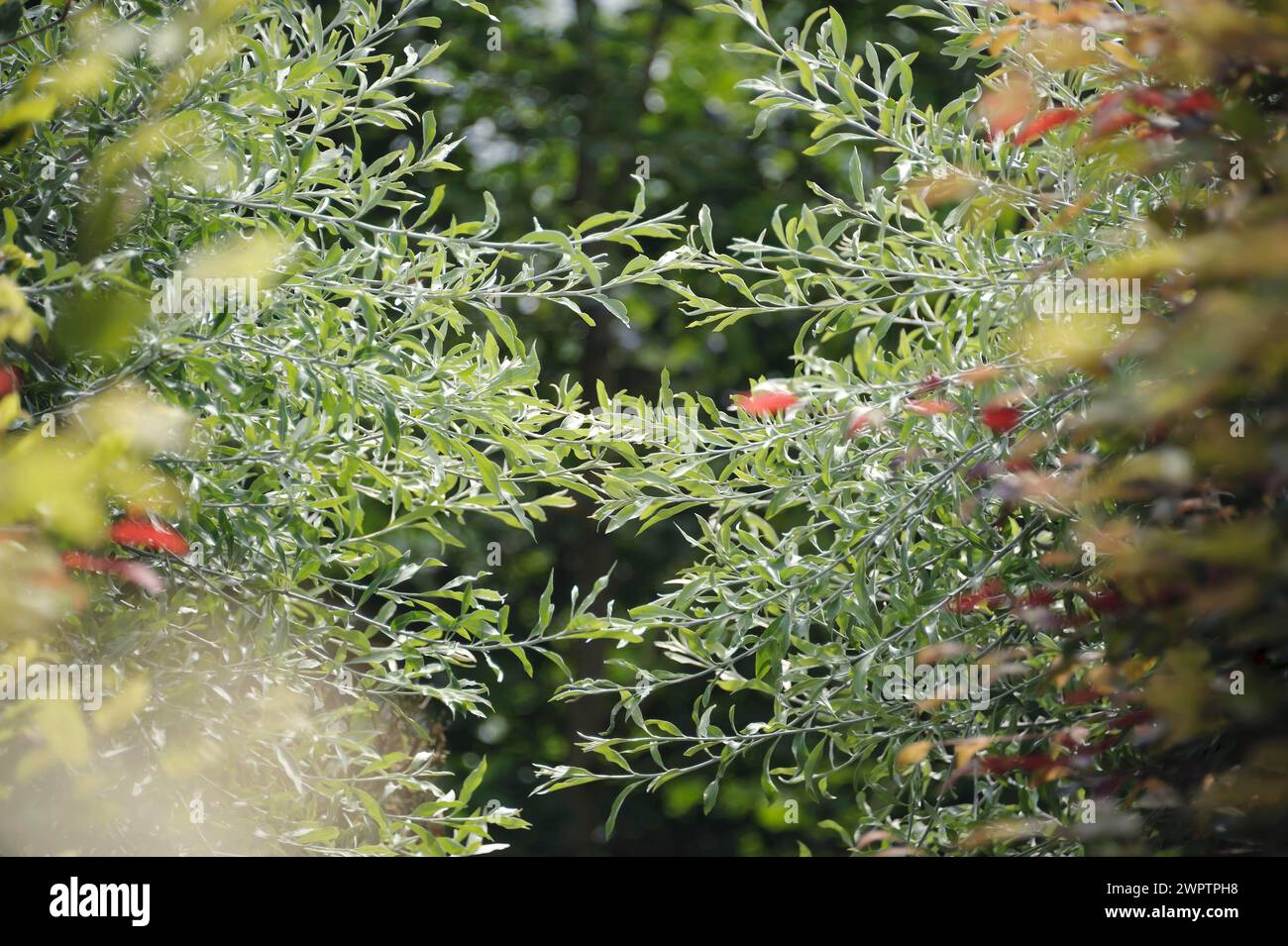 Willow-leaved pear (Pyrus salicifolia), Appeltern, Gelderland ...