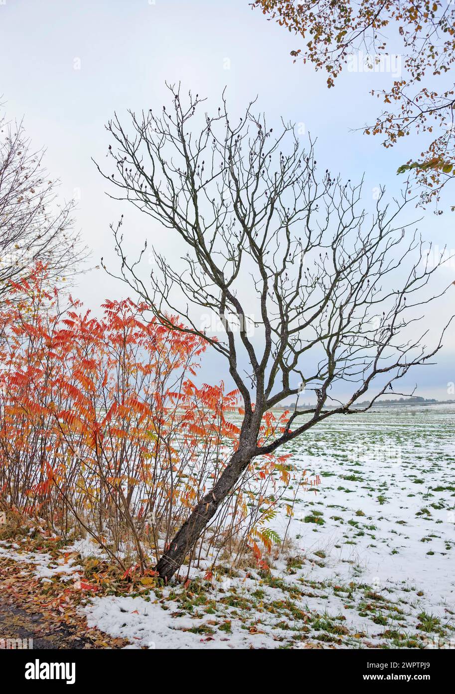 Vinegar tree (Rhus typhina), Roedertal, Hermsdorf, Saxony, Germany ...