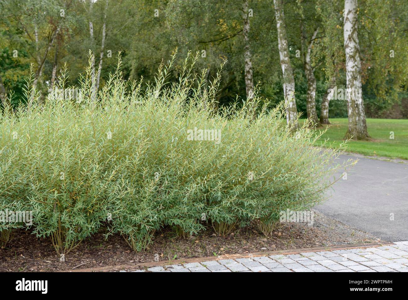Salix purpurea hi-res stock photography and images - Alamy