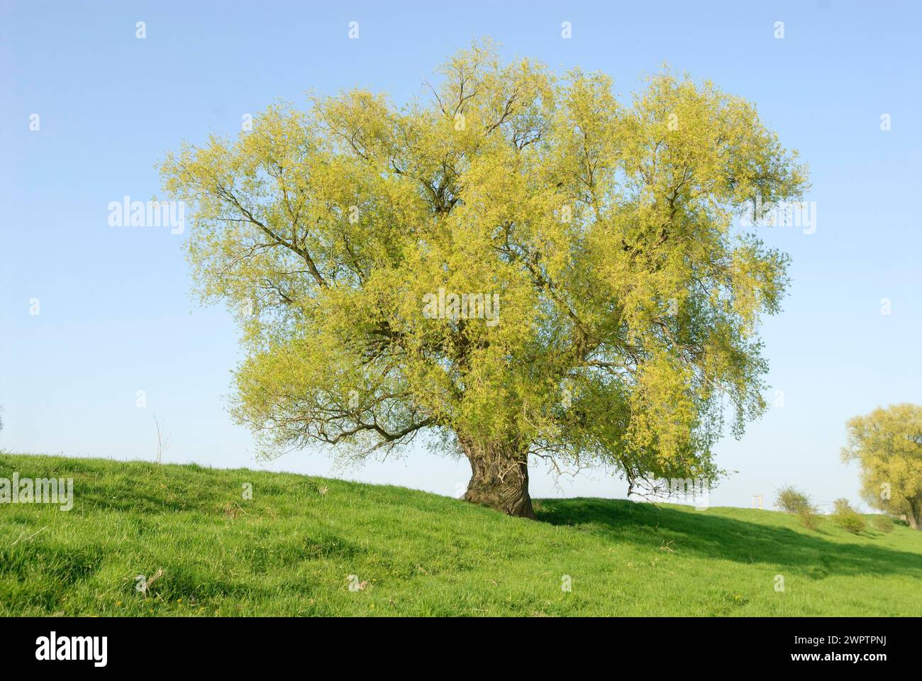 Salix fragilis river hi-res stock photography and images - Alamy