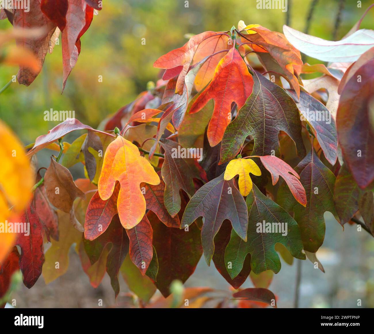Sassafras, sassafras (Sassafras albidum), Botanical Garden, Dresden ...