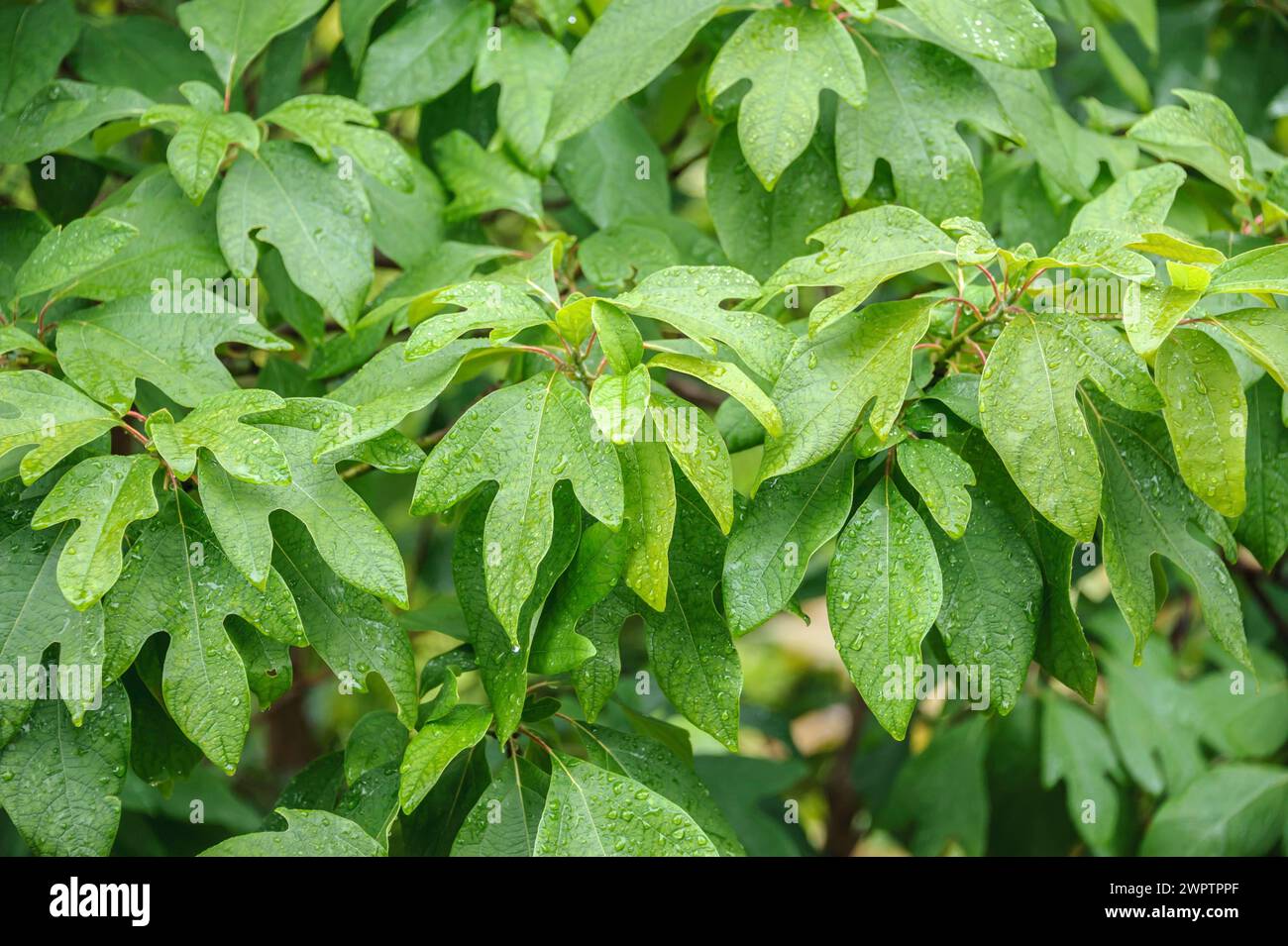 Sassafras (Sassafras albidum), Dresden Botanical Garden, Dresden ...