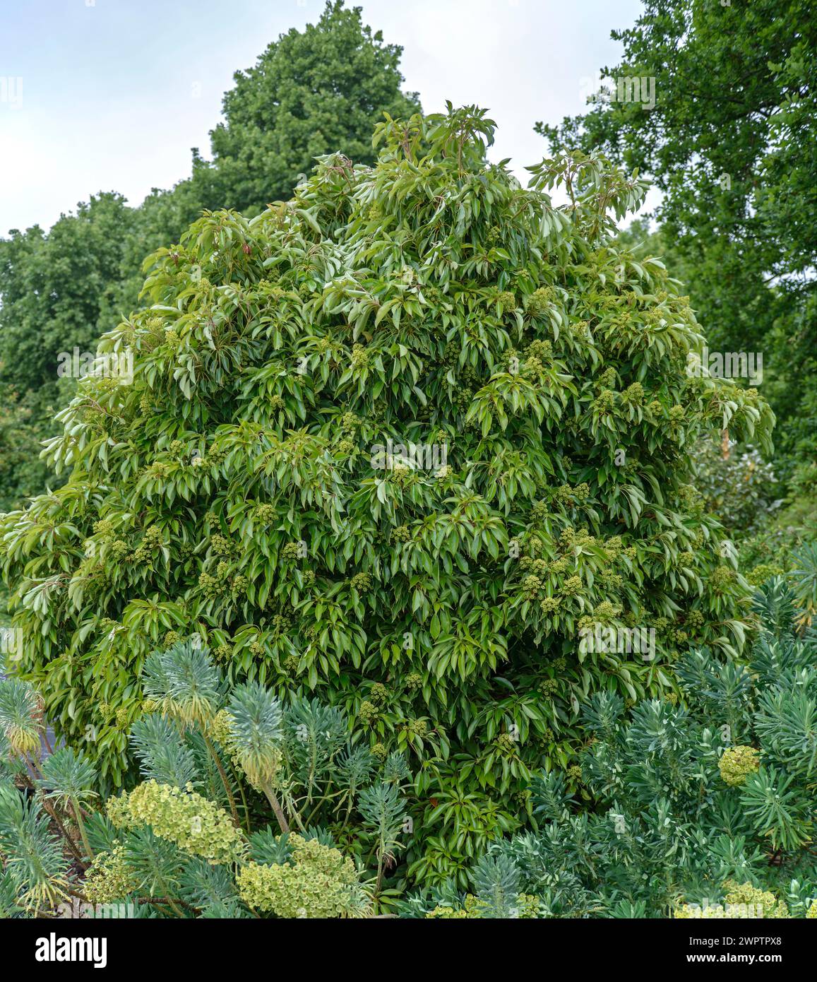 Wheel tree (Trochodendron aralioides), Hillier Arboretum, Romsey ...