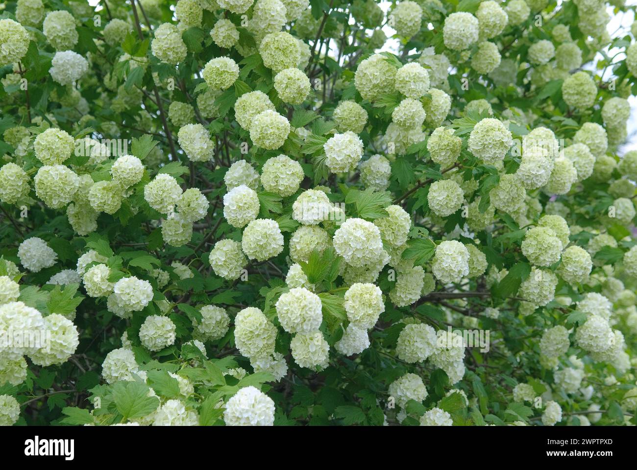 Viburnum twig hi-res stock photography and images - Alamy