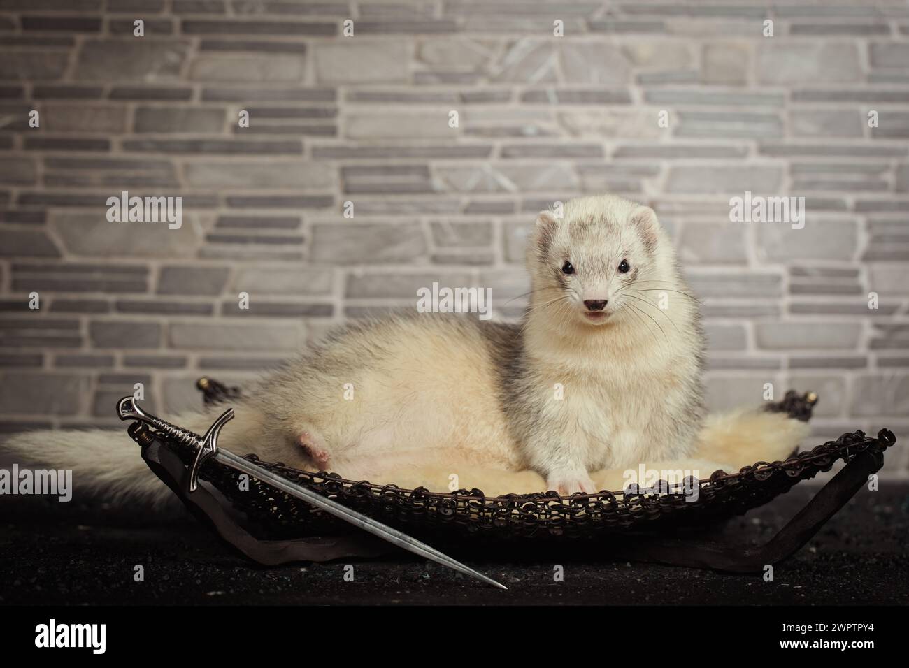 Ferret indoor posing for portrait in studio Stock Photo - Alamy
