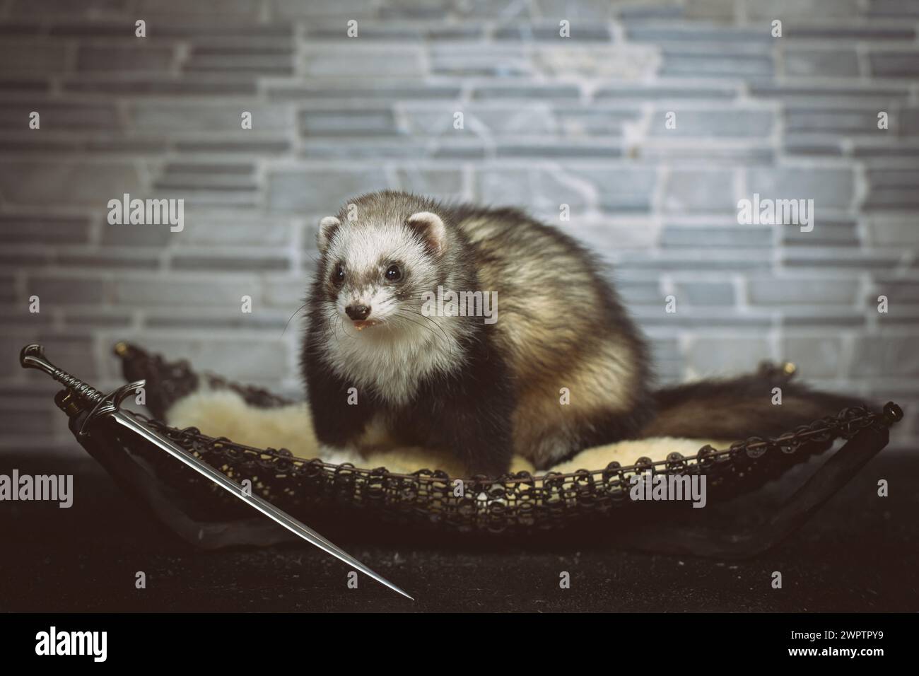 Ferret indoor posing for portrait in studio Stock Photo - Alamy