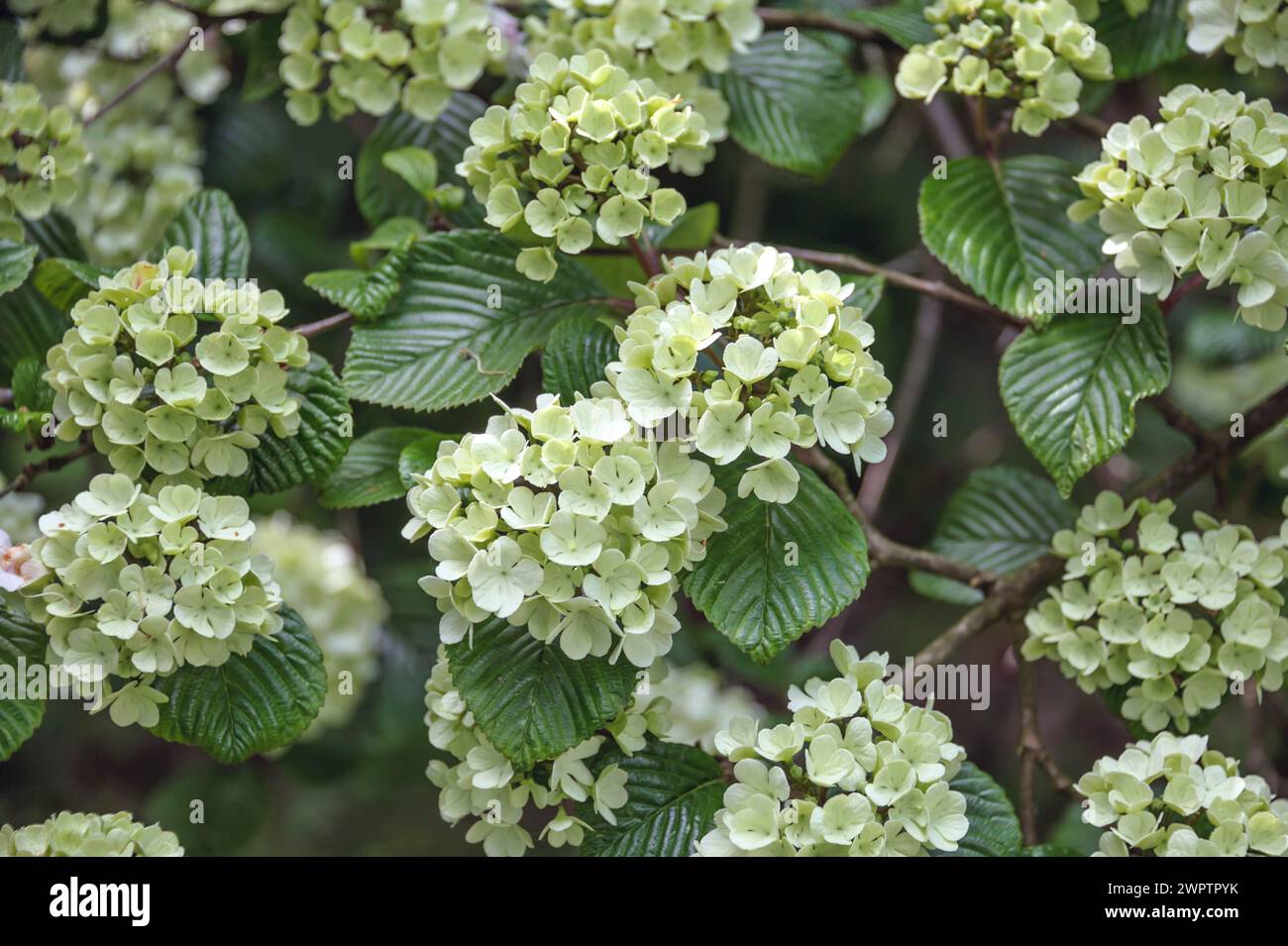 Japanese snowball (Viburnum plicatum), Prillwitz Castle Park ...