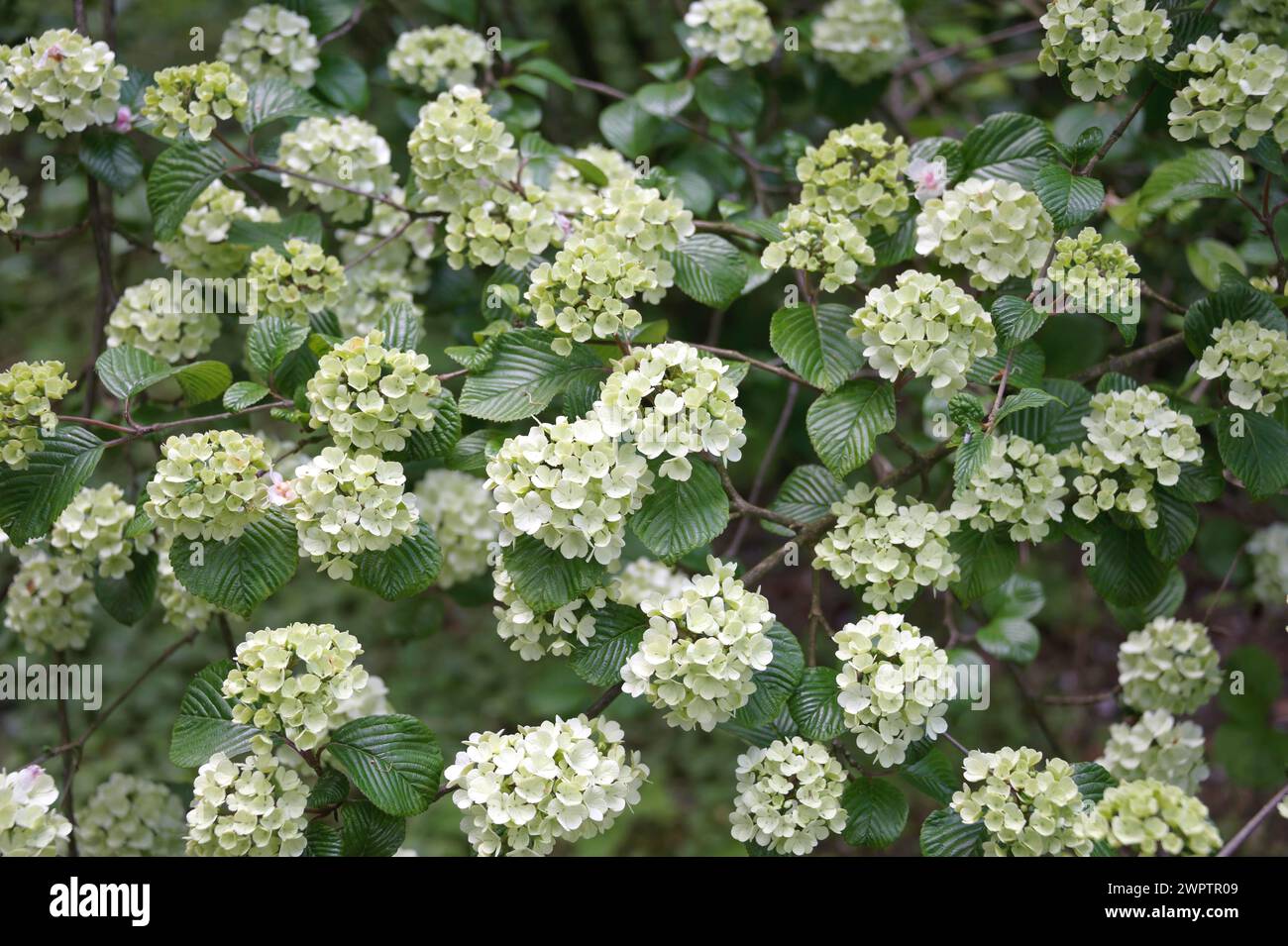 Japanese snowball (Viburnum plicatum), Prillwitz Castle Park ...