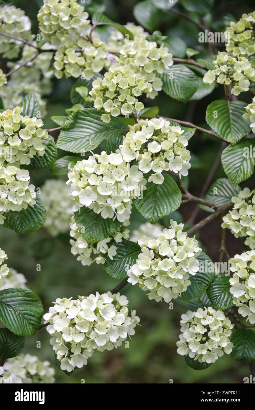 Japanese snowball (Viburnum plicatum), Prillwitz Castle Park ...