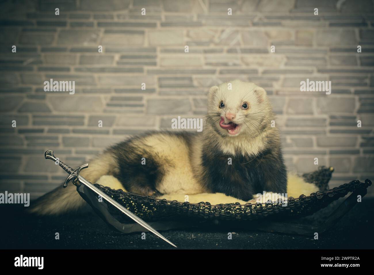 Ferret indoor posing for portrait in studio Stock Photo - Alamy