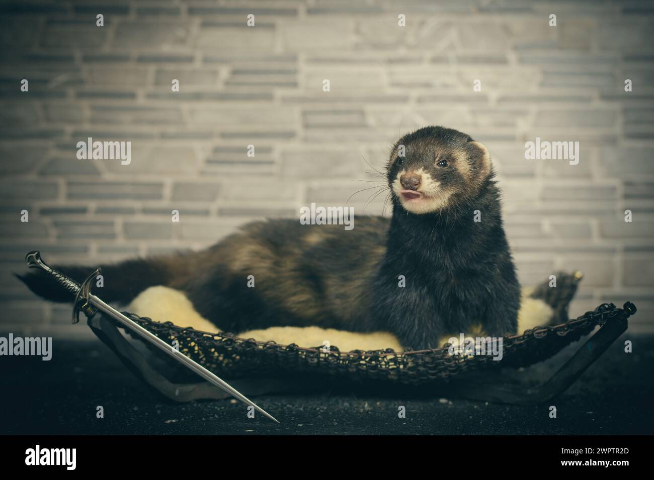 Dark sable color ferret indoor posing for portrait in studio Stock ...