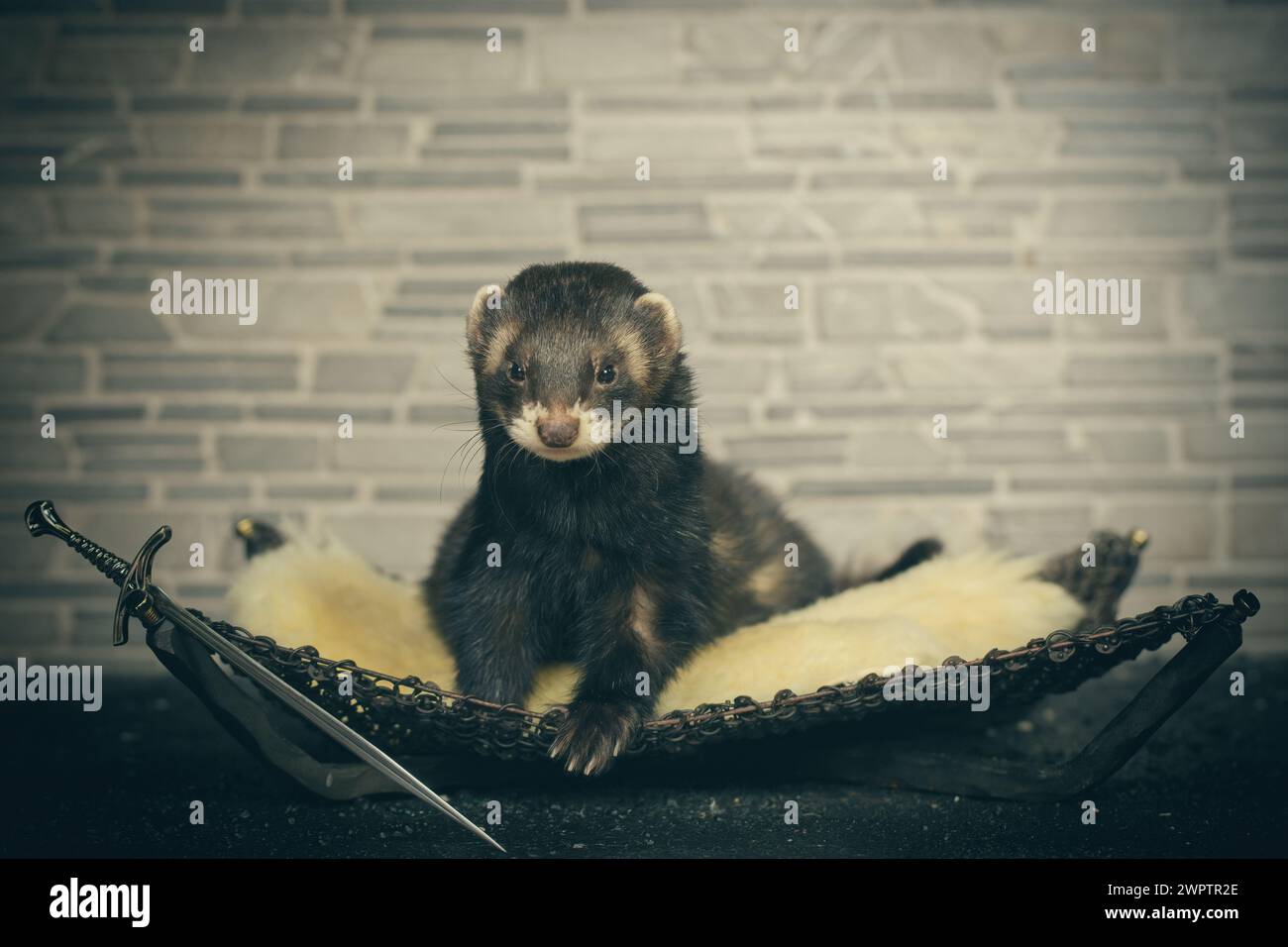 Dark sable color ferret indoor posing for portrait in studio Stock ...