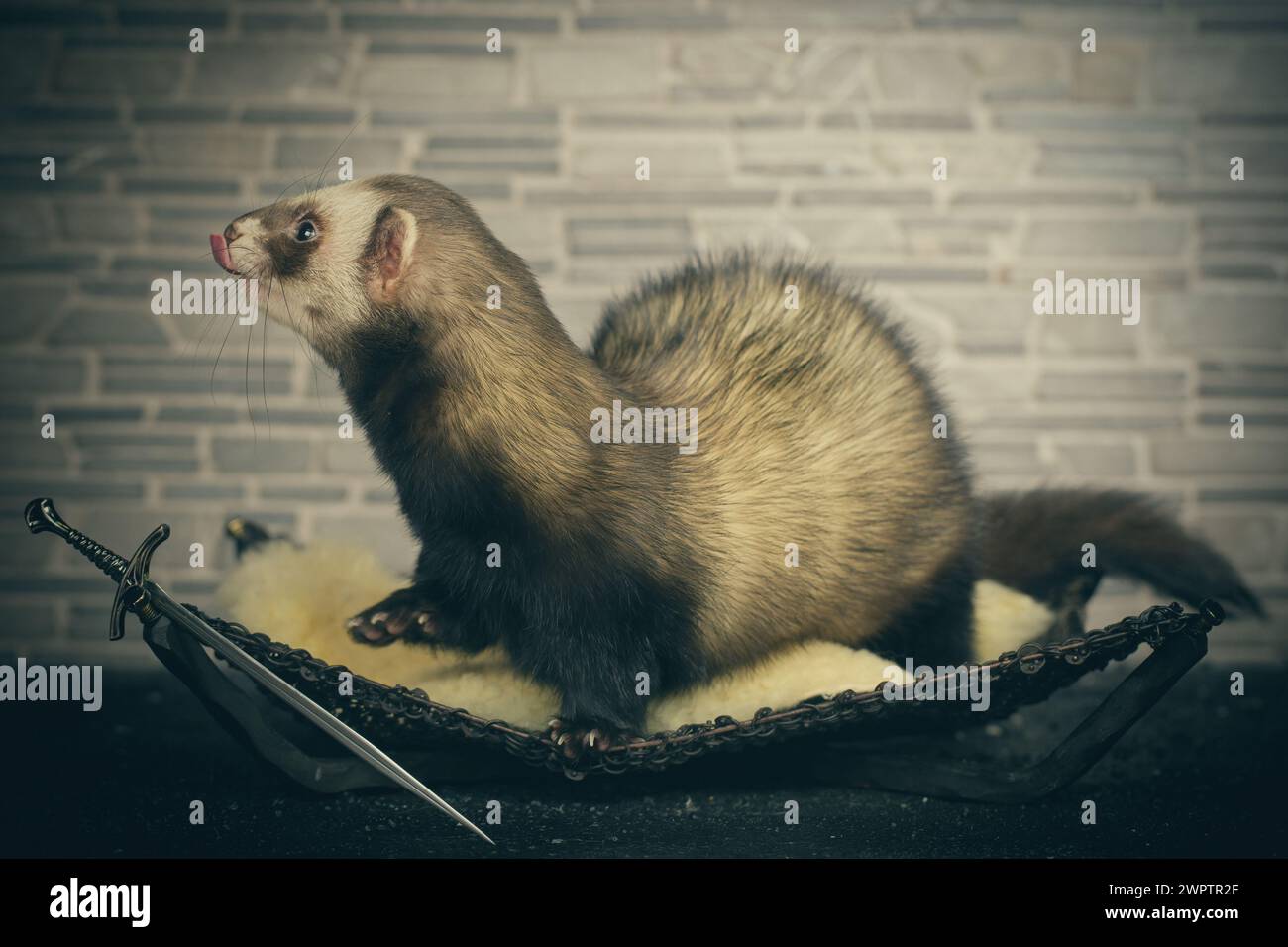 Dark sable color ferret indoor posing for portrait in studio Stock ...