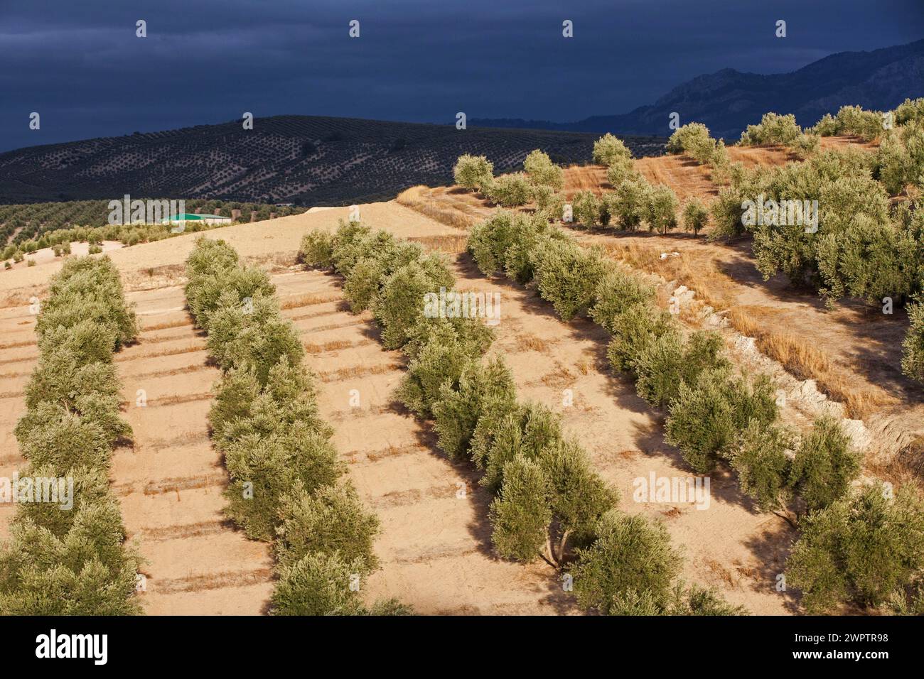 Olive grove hi-res stock photography and images - Alamy