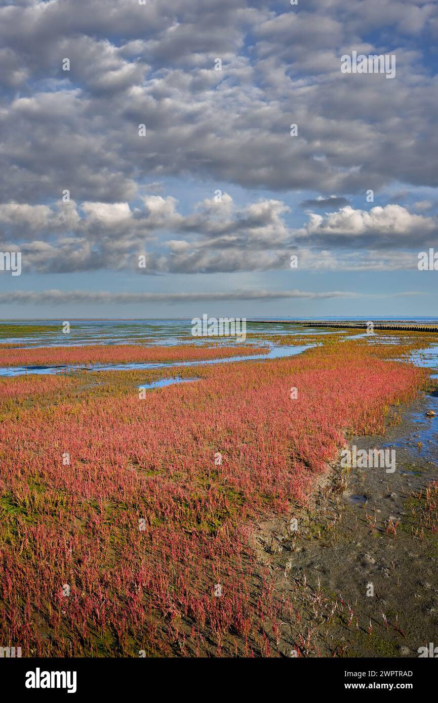 Salicornia salt marsh hi-res stock photography and images - Alamy