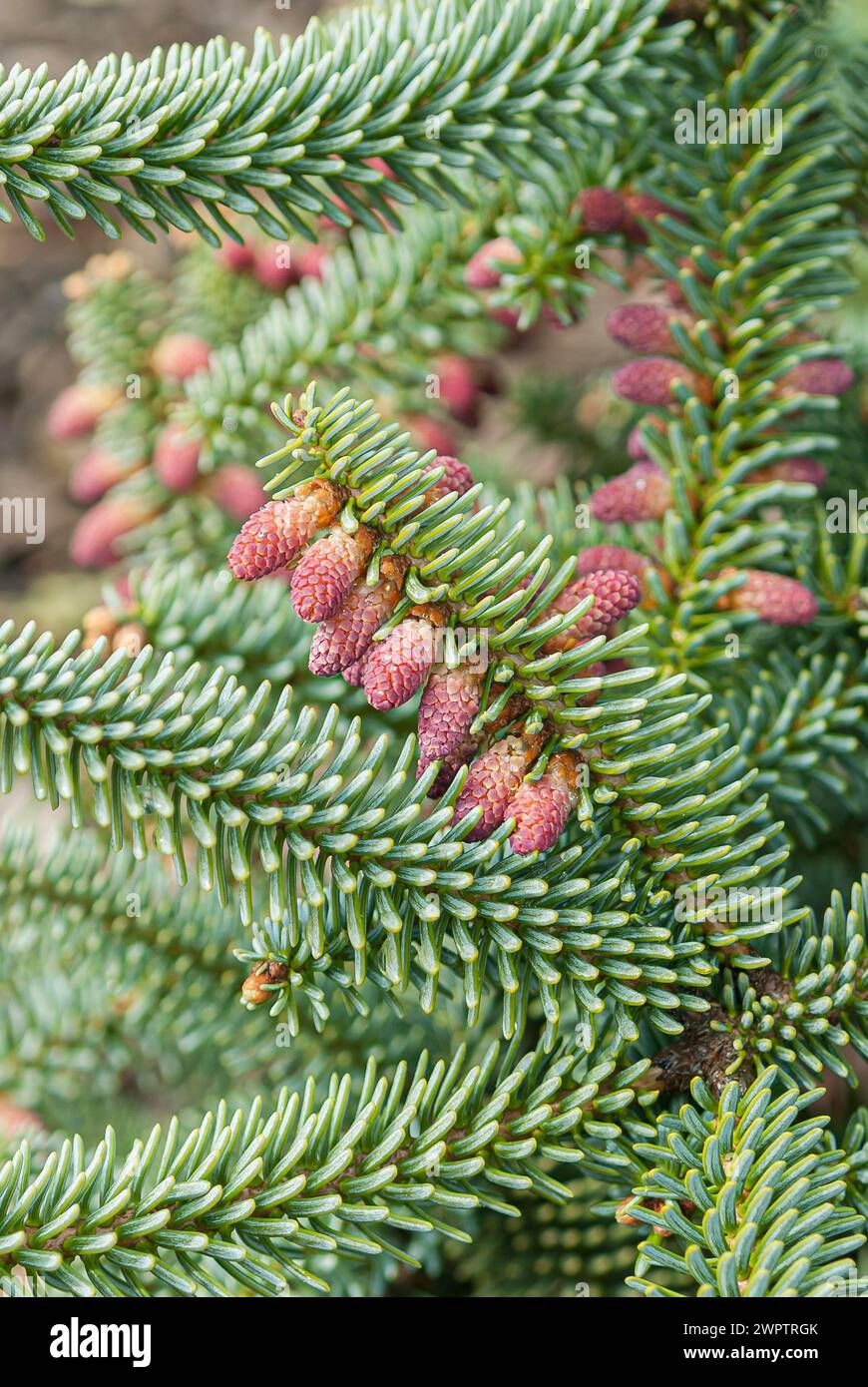 Spanish fir (Abies pinsapo 'Kelleriis'), Cambridge Botanical Garden ...