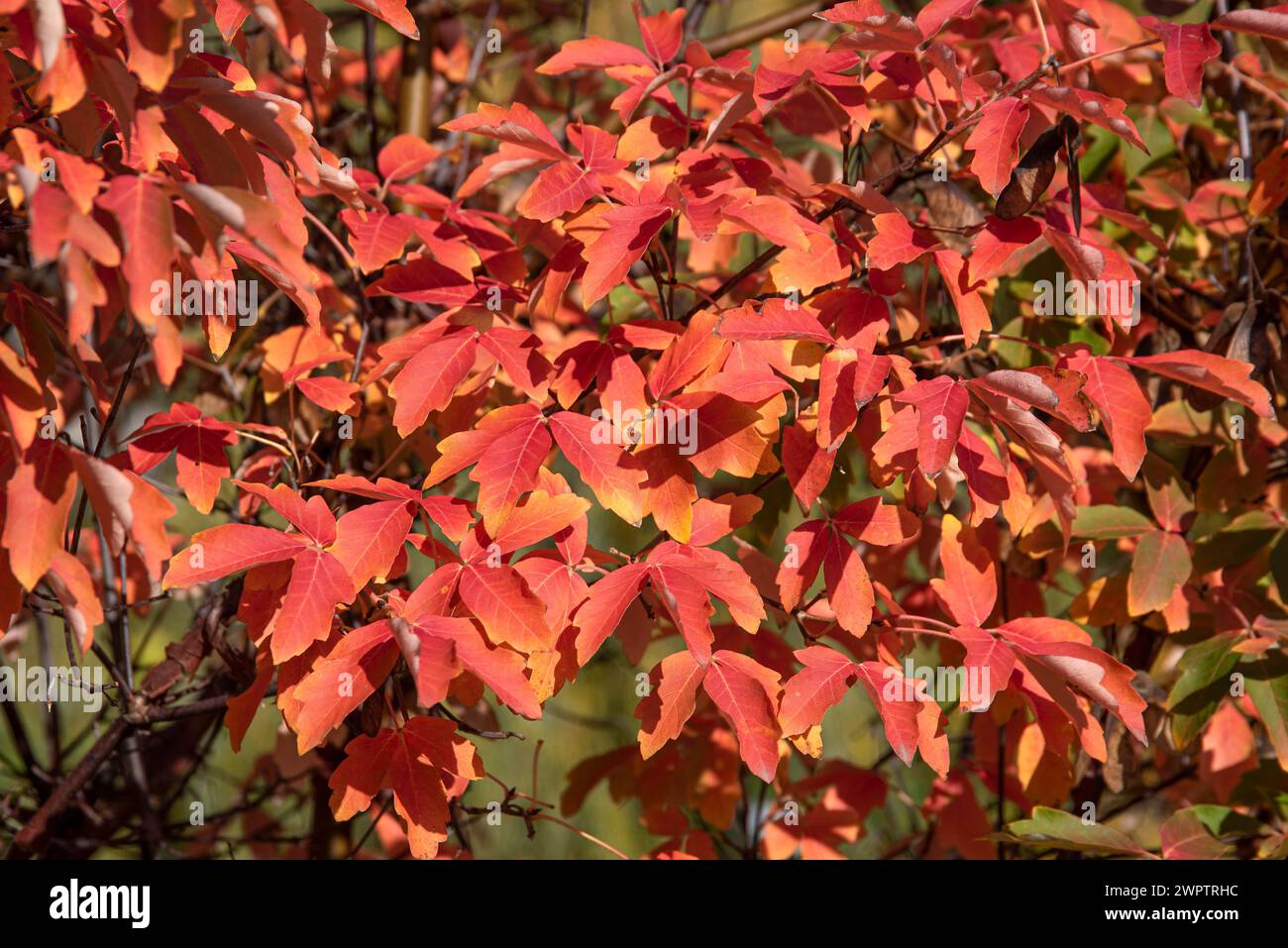 Paperbark maple (Acer griseum), Cambridge Botanical Garden, Germany ...
