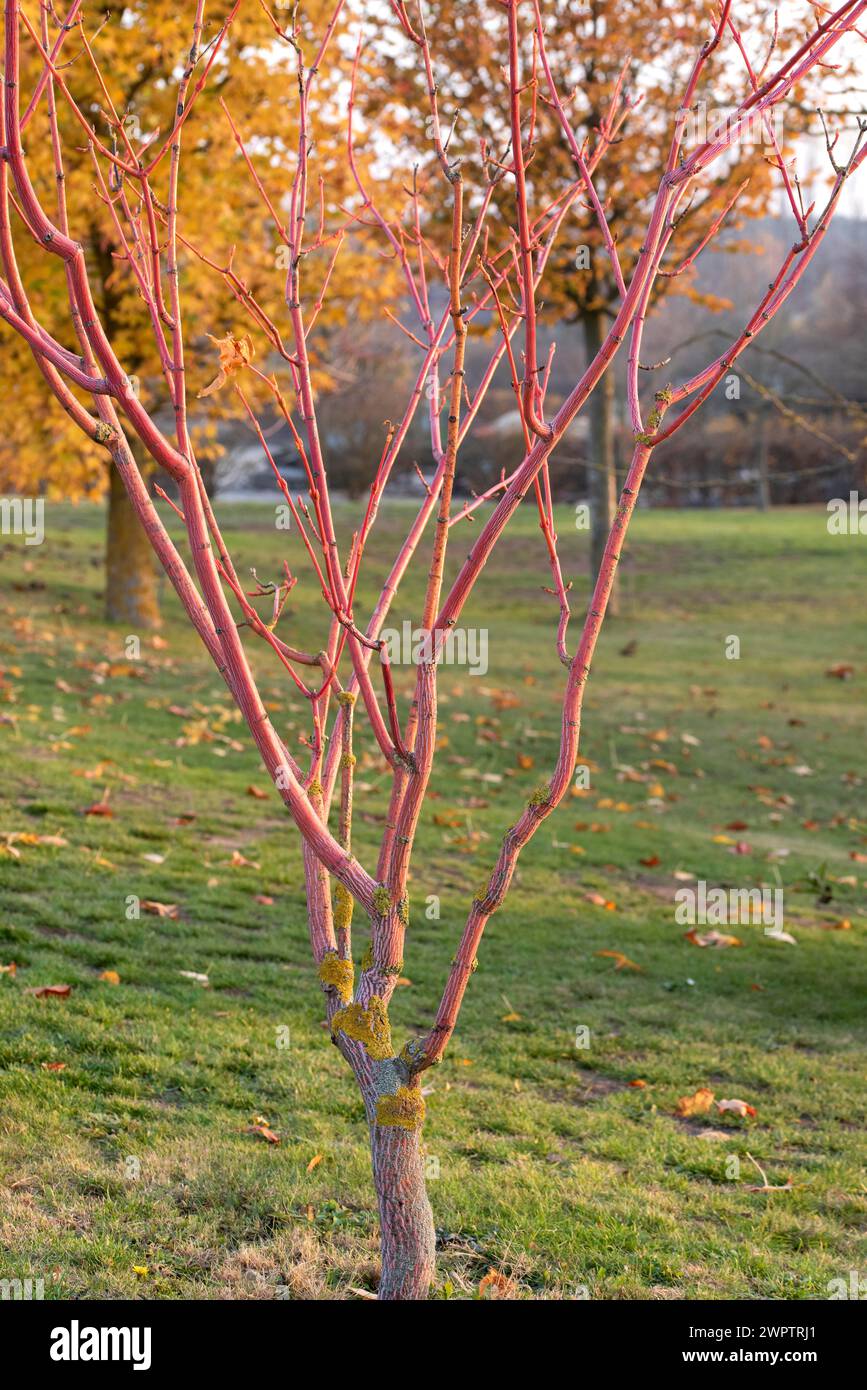Snakeskin maple (Acer x conspicuum 'Phoenix'), Cambridge Botanical ...