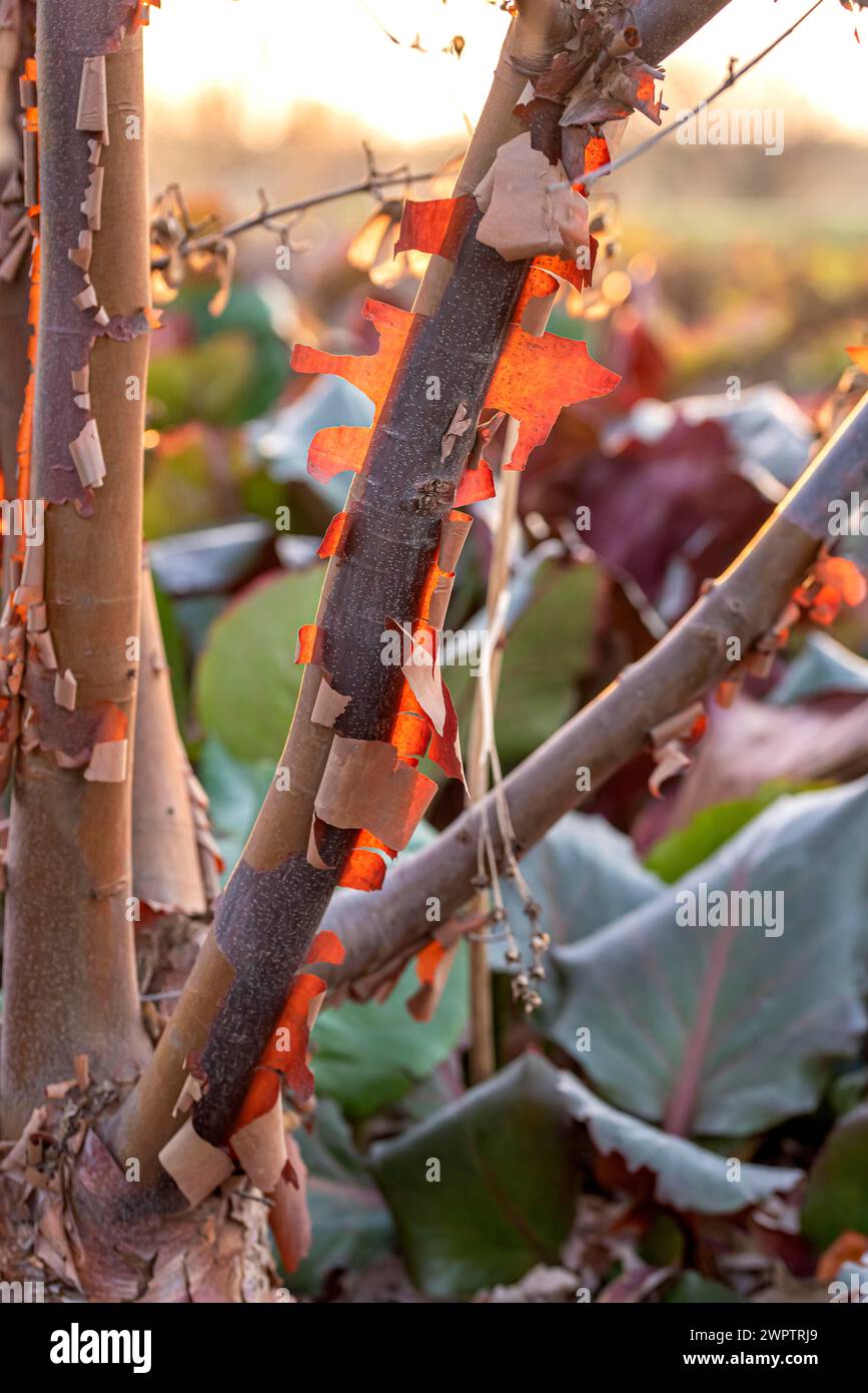 Paperbark maple (Acer griseum), Cambridge Botanical Garden, Germany ...