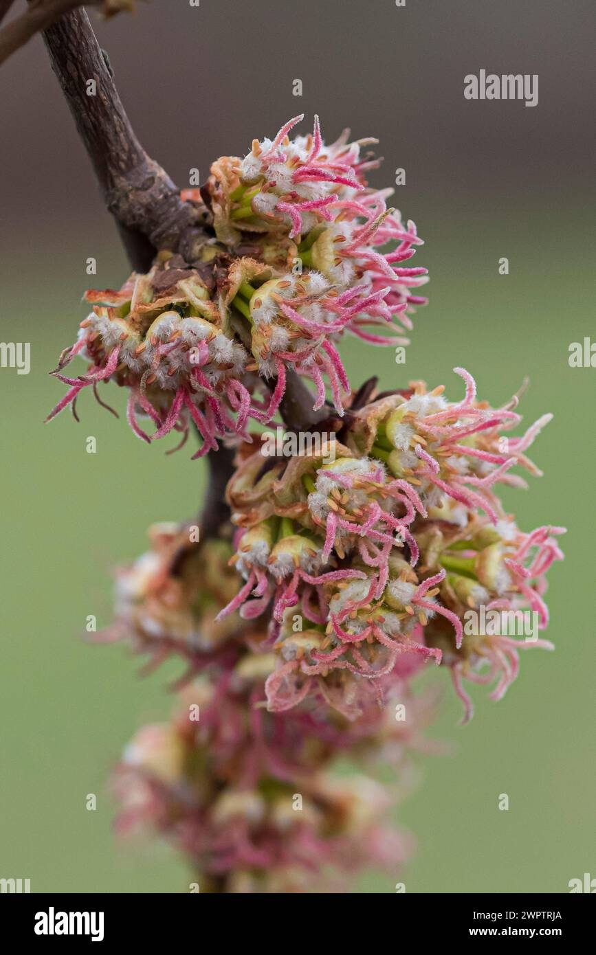 Silver maple (Acer saccharinum), Cambridge Botanical Garden, Germany ...
