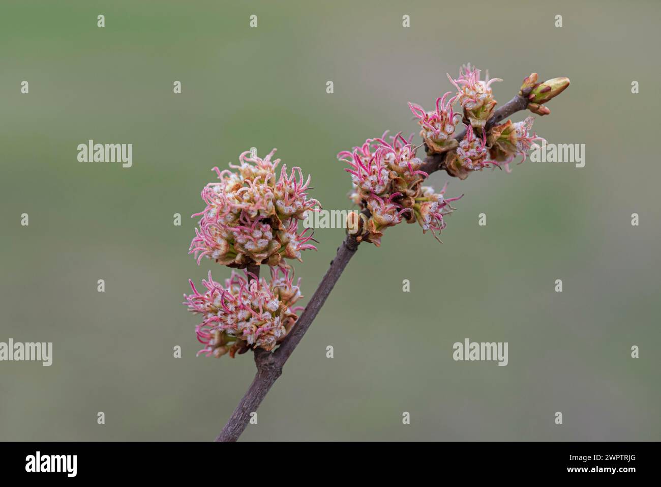 Silver maple tree garden hi-res stock photography and images - Alamy