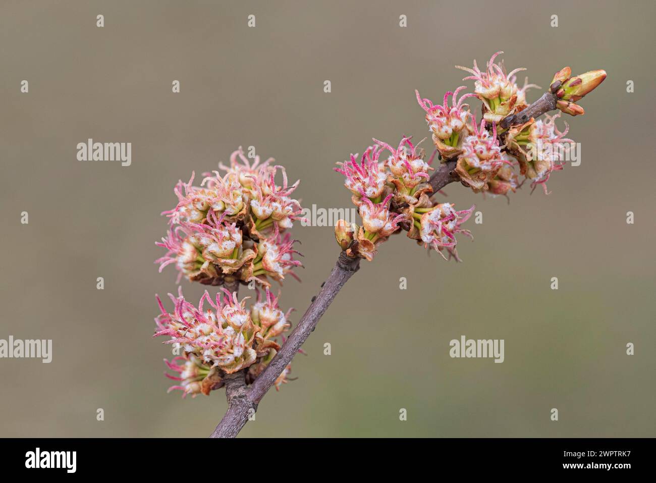 Silver maple (Acer saccharinum), Cambridge Botanical Garden, Germany ...