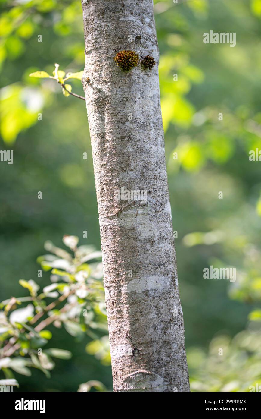 Gray alder (Alnus incana), Cambridge Botanical Garden, Austria Stock ...