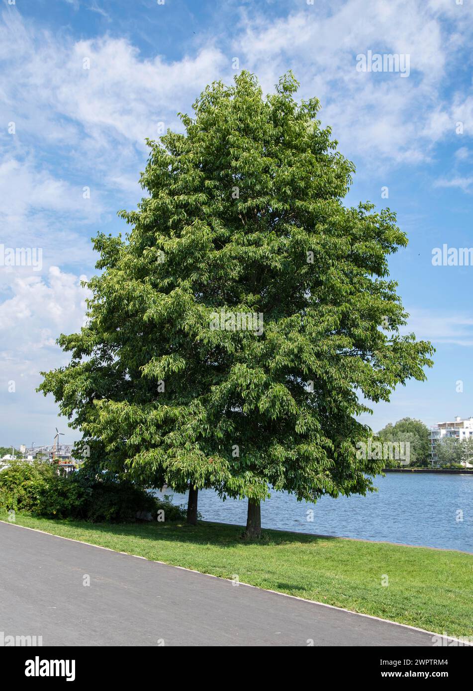 Spaeth's alder (Alnus x spaethii), Cambridge Botanical Garden, Germany ...