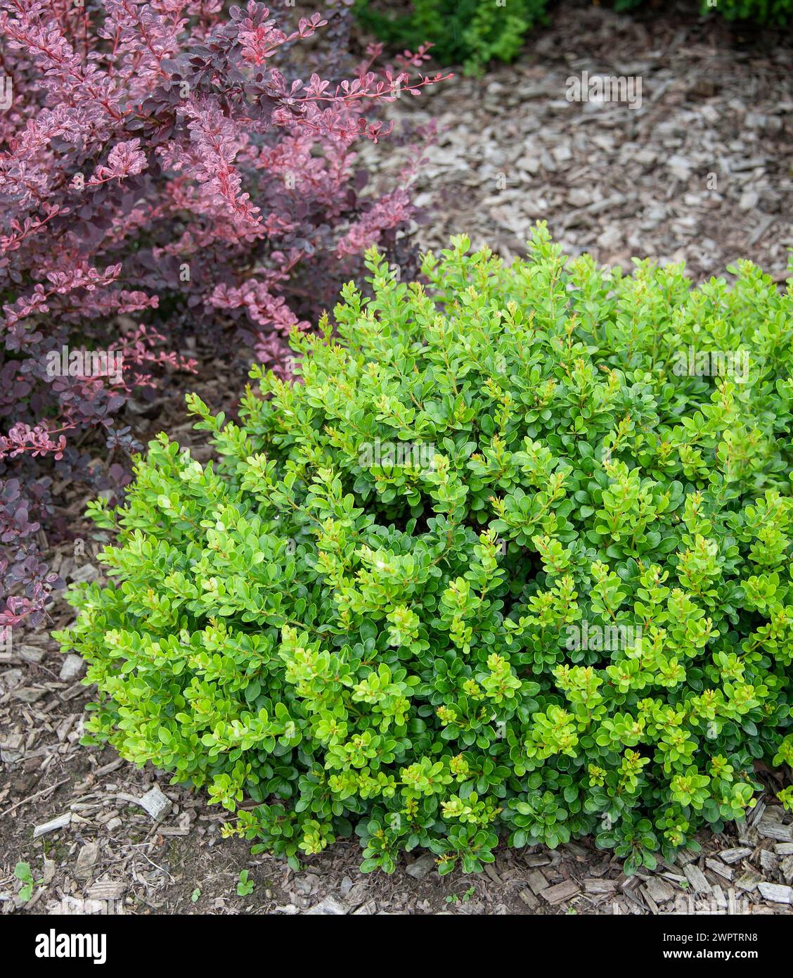 Dwarf barberry (Berberis thunbergii 'Kobold'), Cambridge Botanical ...