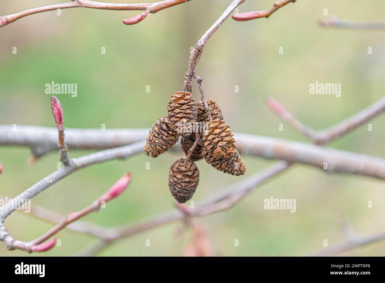 Red alder (Alnus rubra), Cambridge Botanical Garden, Germany Stock ...