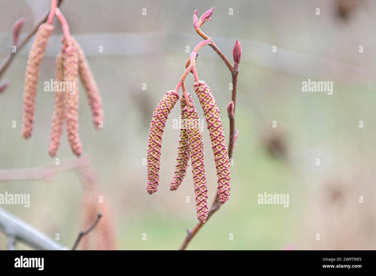 Red alder (Alnus rubra), Cambridge Botanical Garden, Germany Stock ...