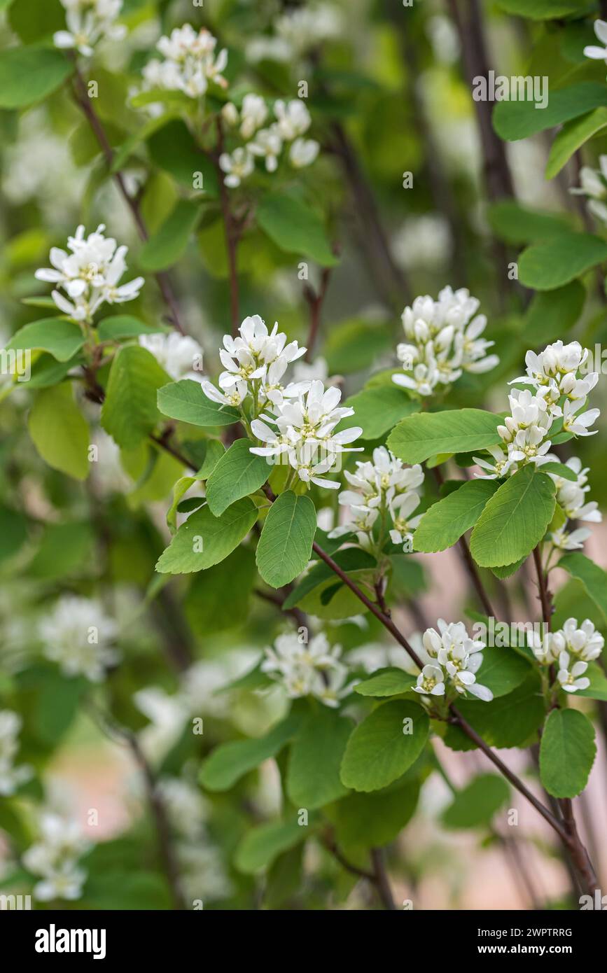 Columnar rock pear (Amelanchier alnifolia 'Obelisk'), Cambridge ...