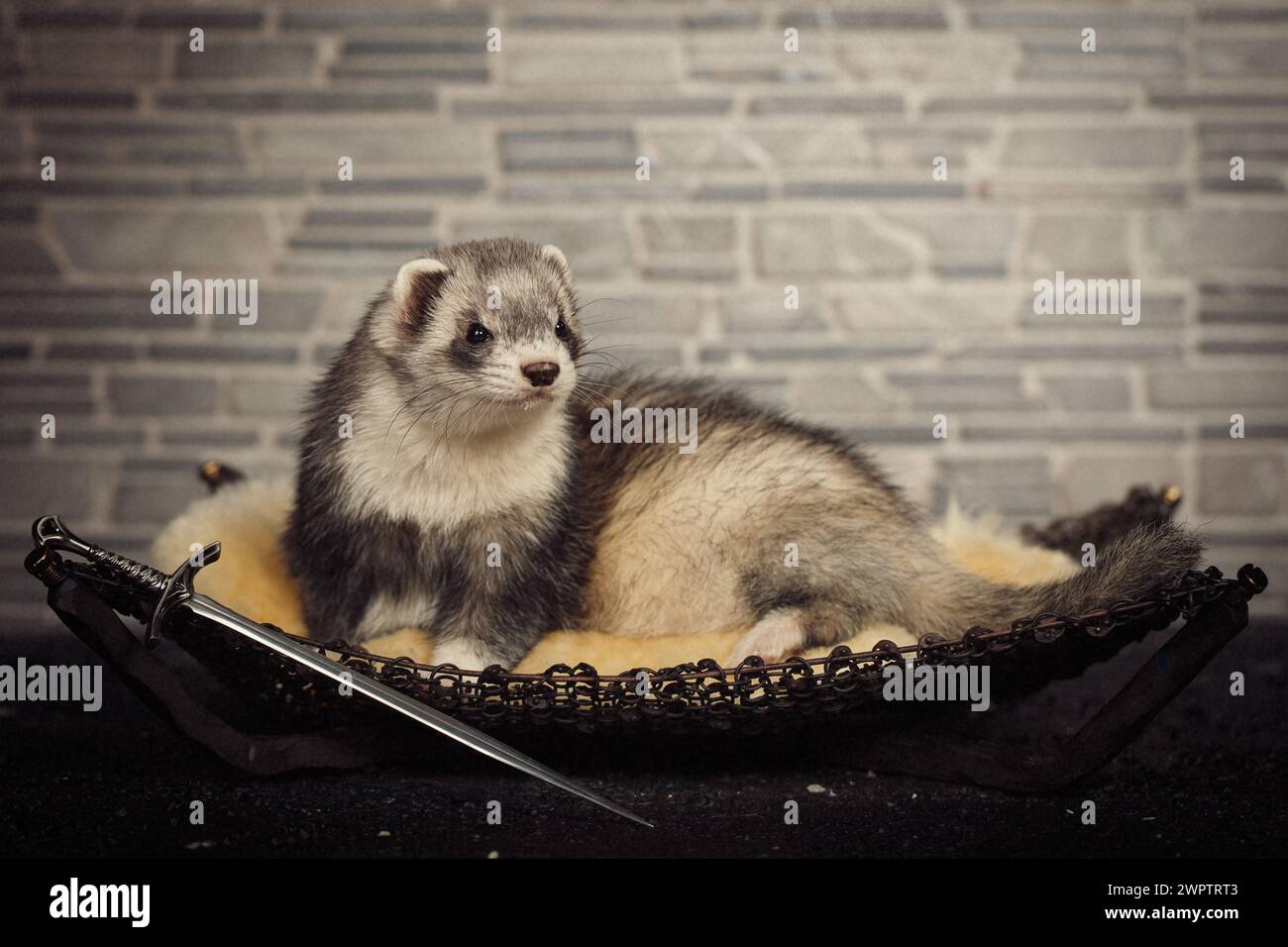 Ferret indoor posing for portrait in studio Stock Photo - Alamy