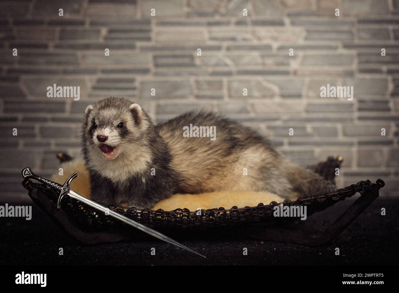 Ferret indoor posing for portrait in studio Stock Photo - Alamy