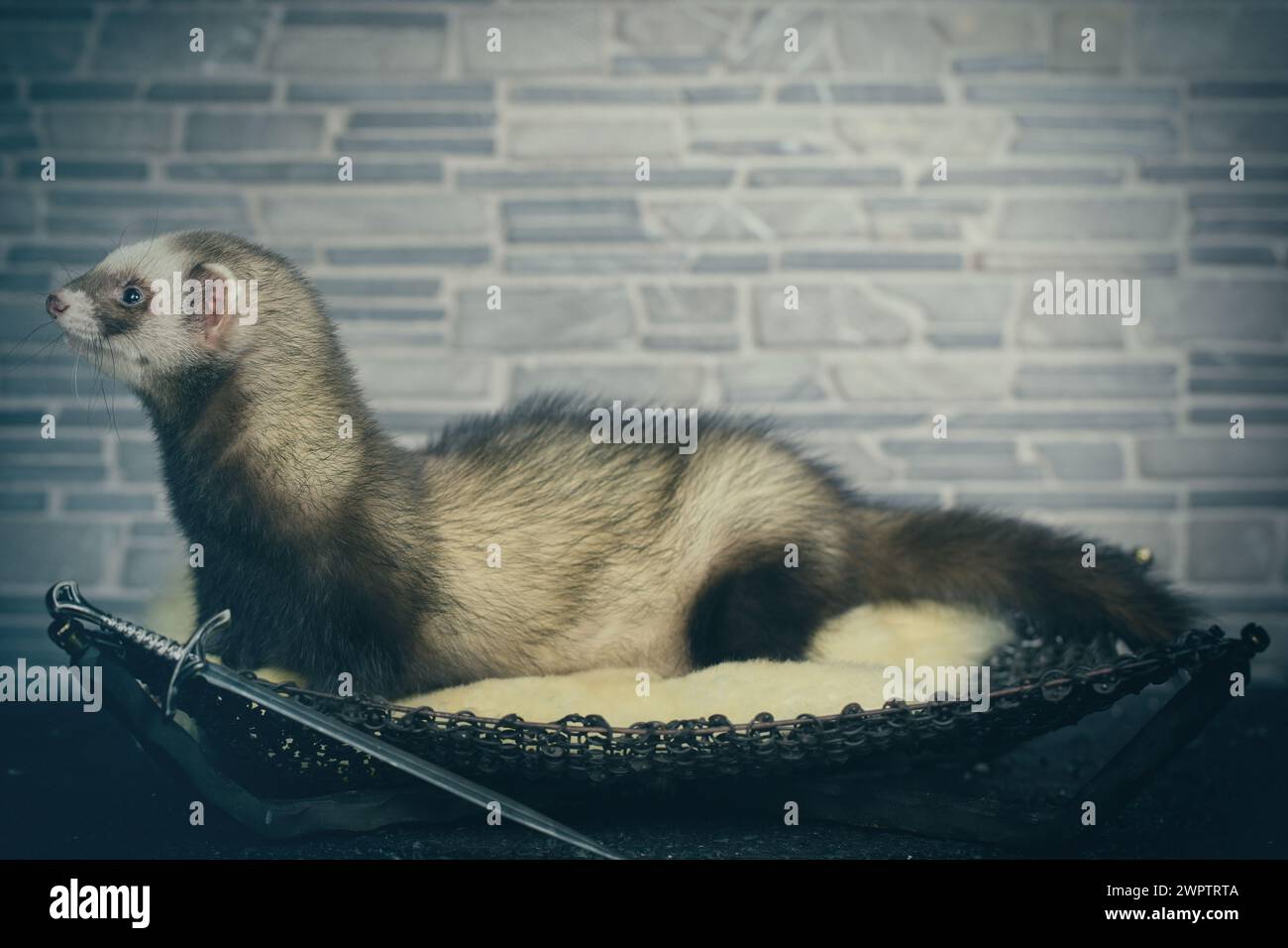 Dark sable color ferret indoor posing for portrait in studio Stock Photo - Alamy