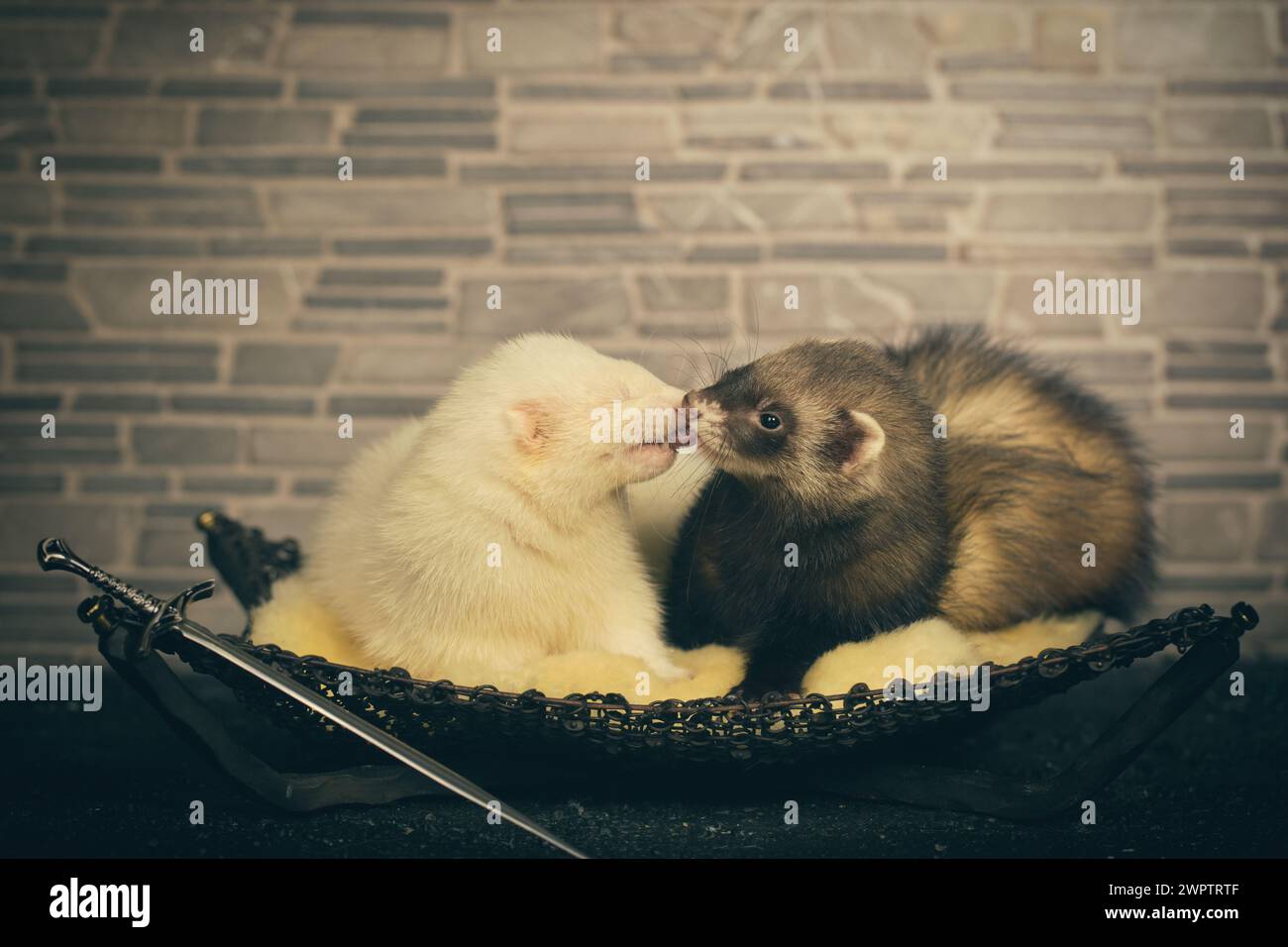 Couple of ferrets indoor posing for portrait in studio Stock Photo - Alamy