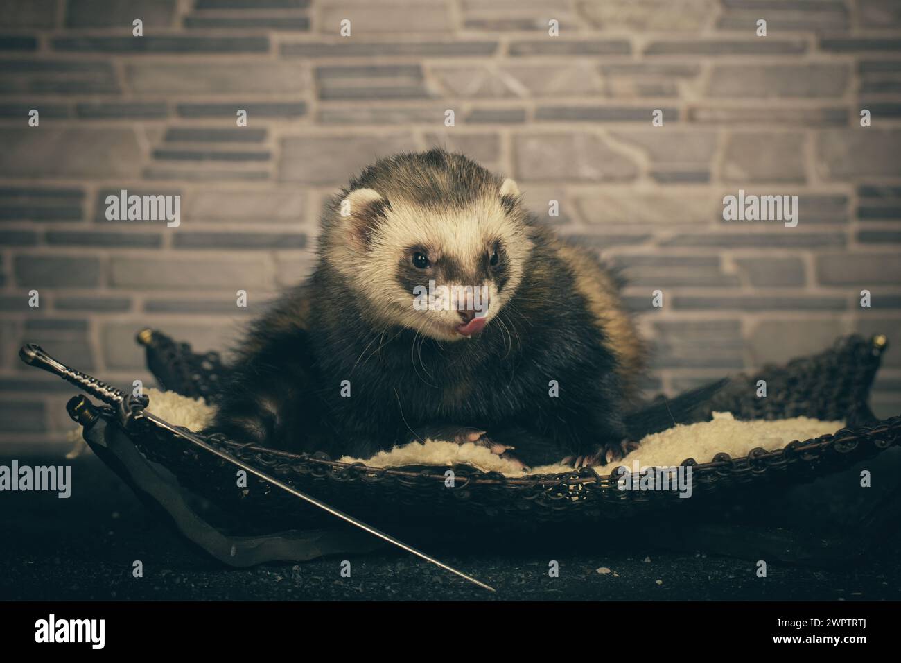 Dark sable color ferret indoor posing for portrait in studio Stock ...