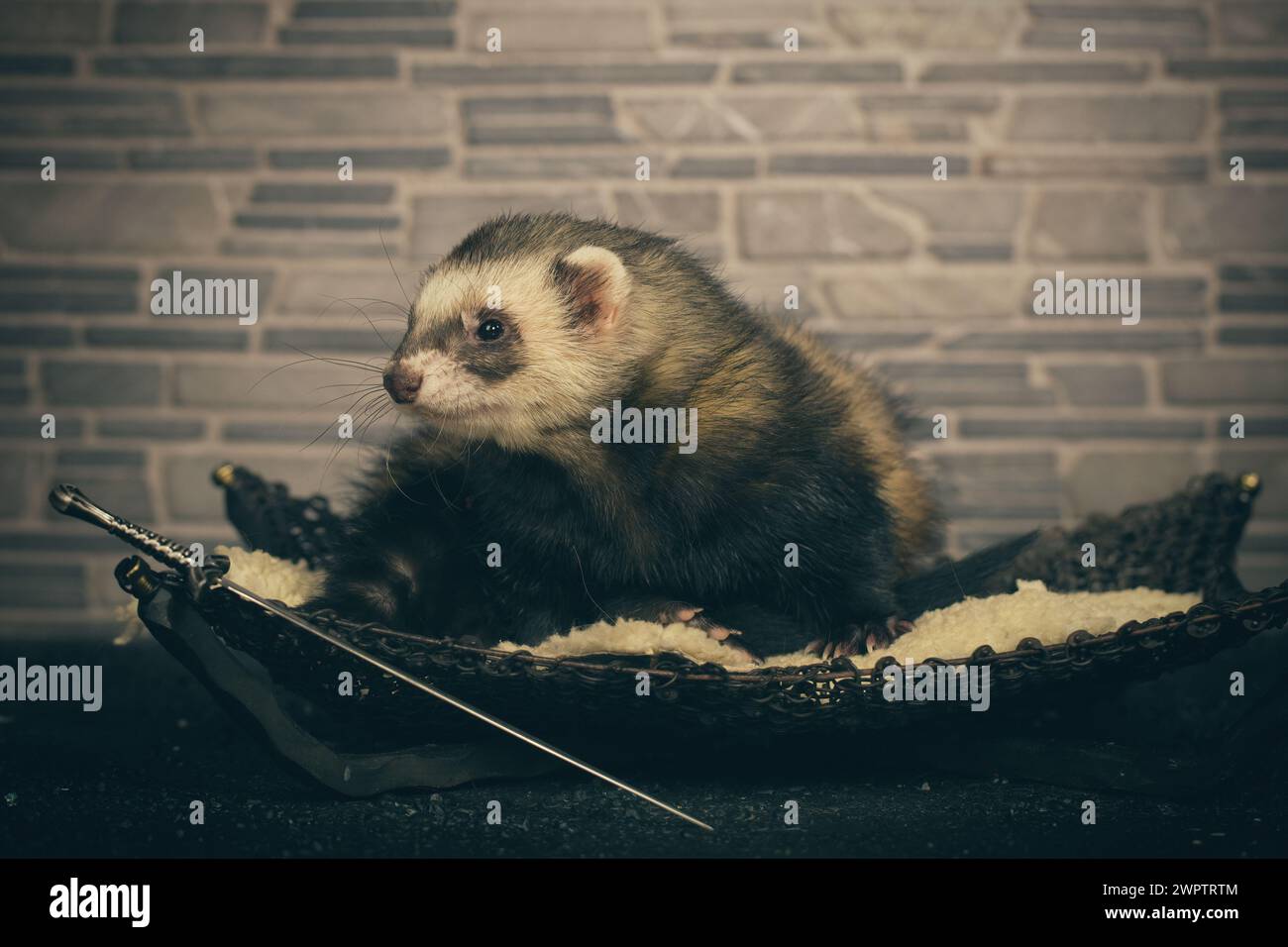 Dark sable color ferret indoor posing for portrait in studio Stock ...