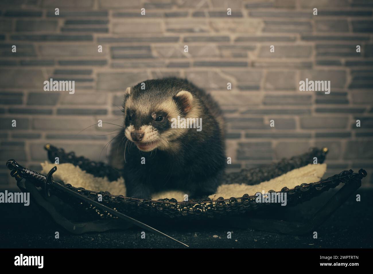 Dark sable color ferret indoor posing for portrait in studio Stock ...